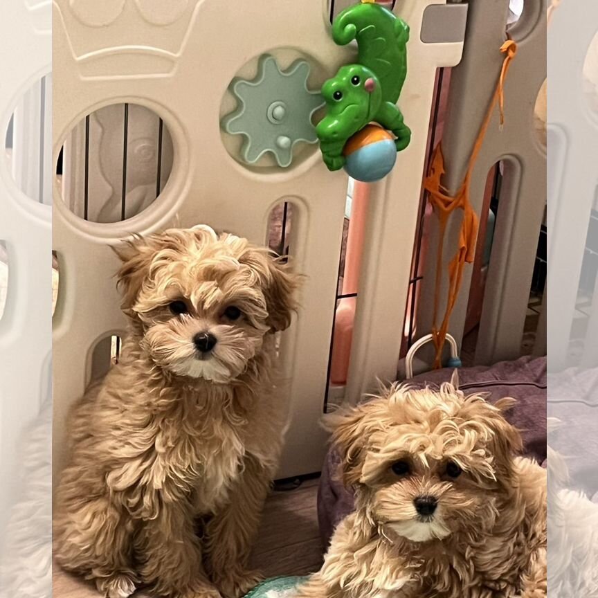 Мальтипу, щенок