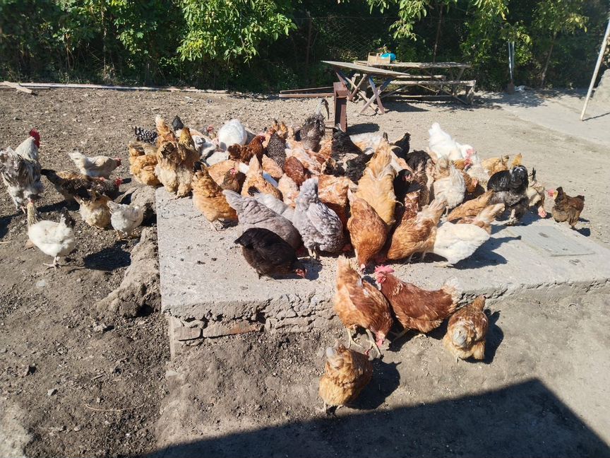 Куры молодки несушки