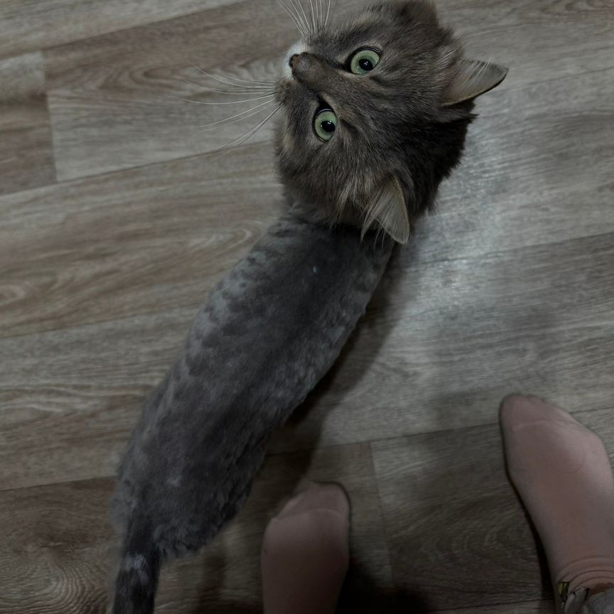 Взрослый кот в добрые руки