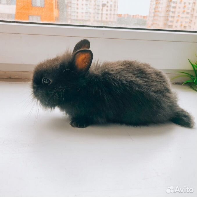 Карликовый кролик львиноголовый - черный мини