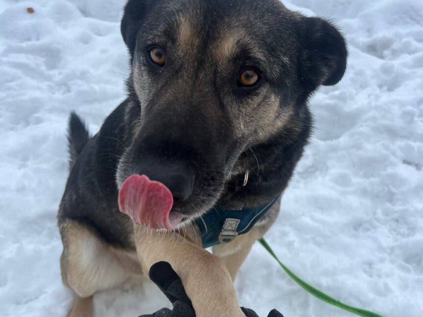 Большой пёс с огромной душой из приюта