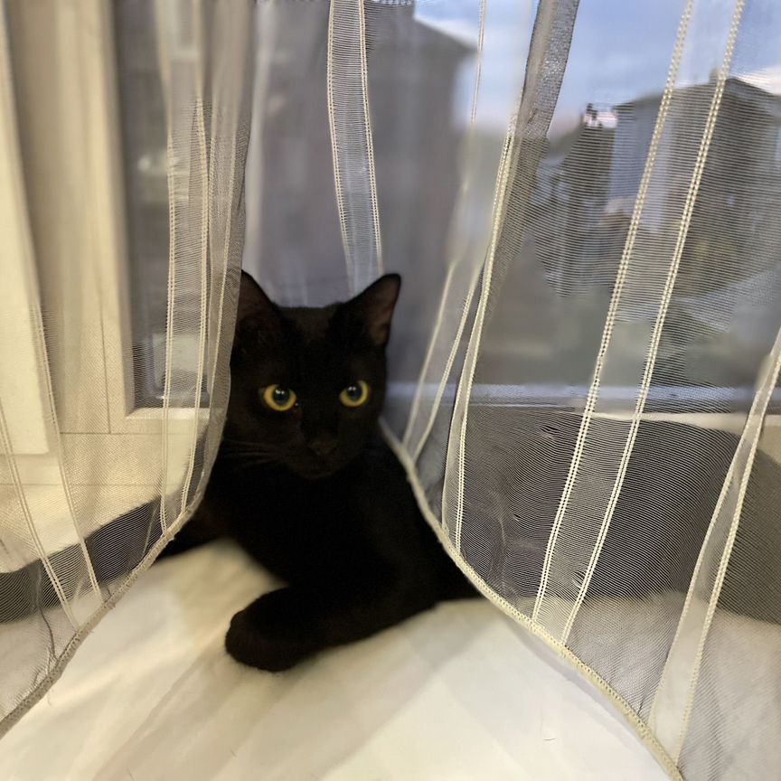 Кошка
