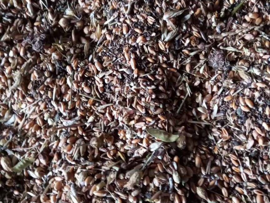 Зерноотходы пшеницы фуражной