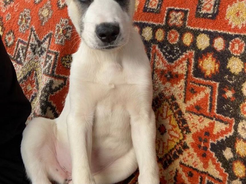 Щенок алабая