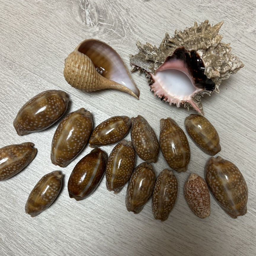 Ракушки морские
