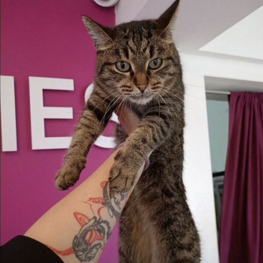 Кот