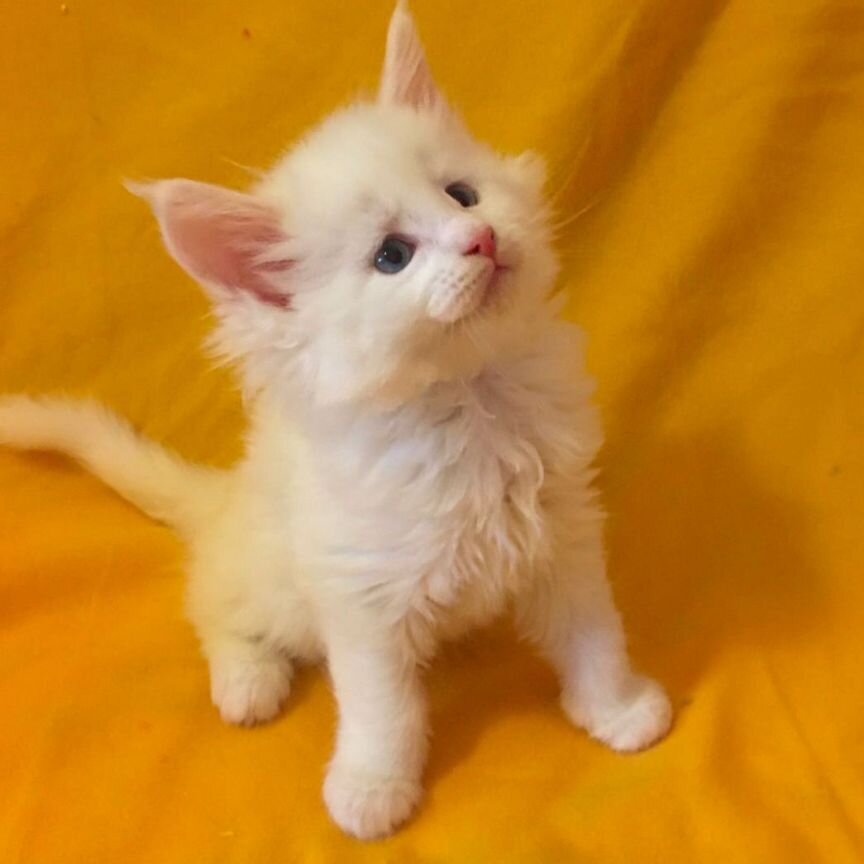 Белые королевские мейнкуны котята