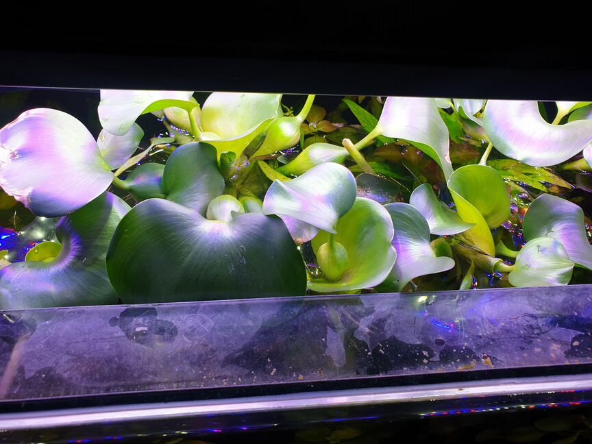 Аквариумные растения