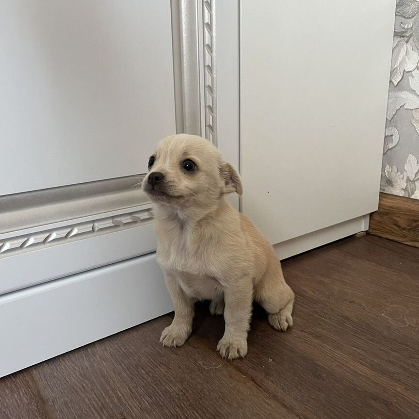 Щенок в добрые руки бесплатно маленькая порода