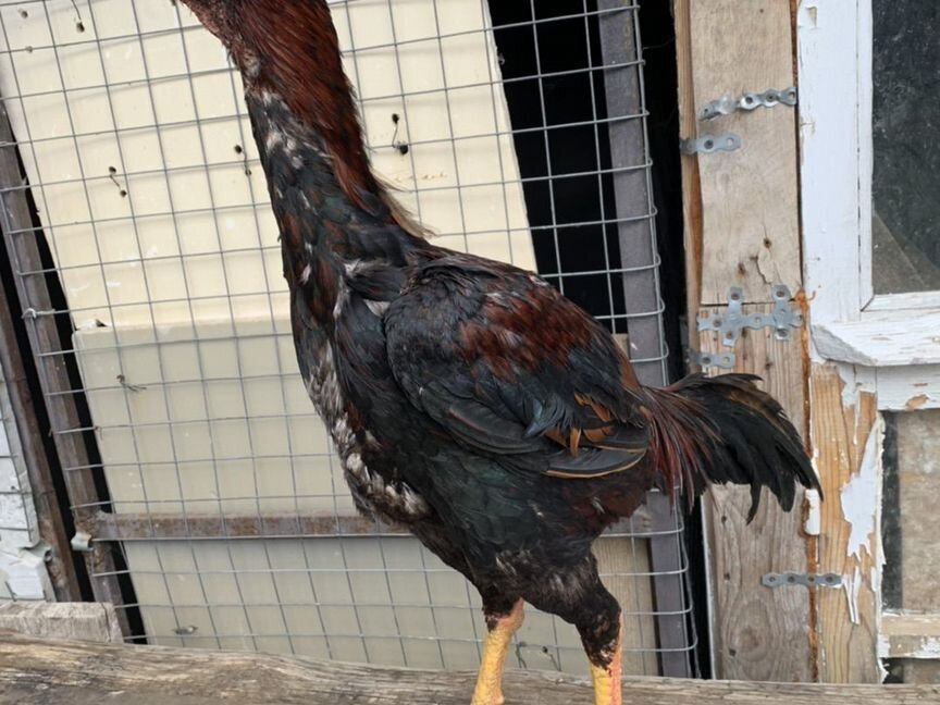 Бойцовые петухи о шамо