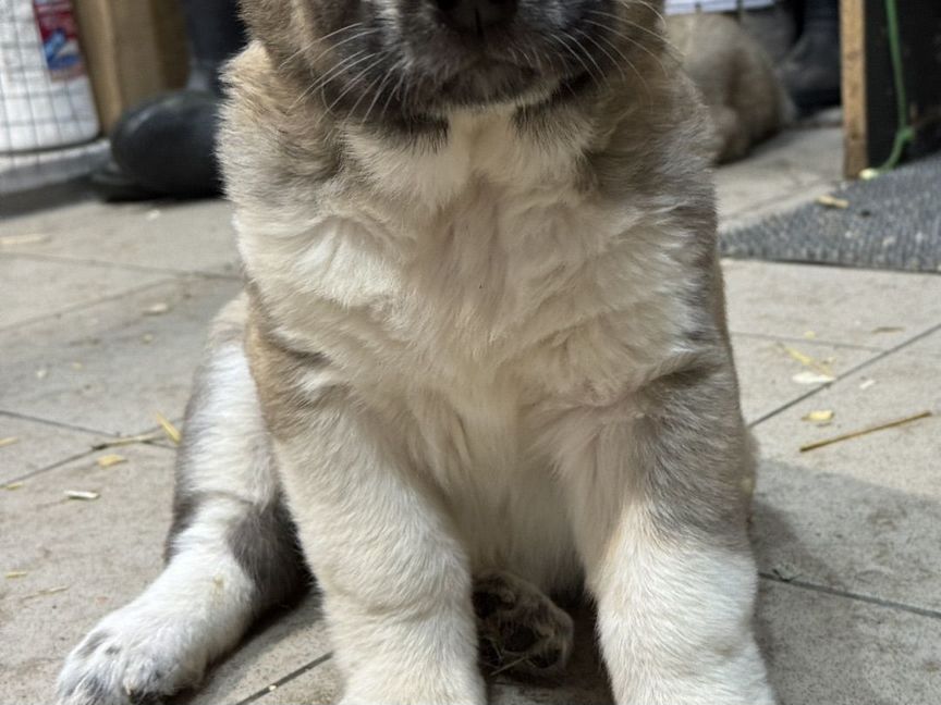 Среднеазиатская овчарка алабай щенки