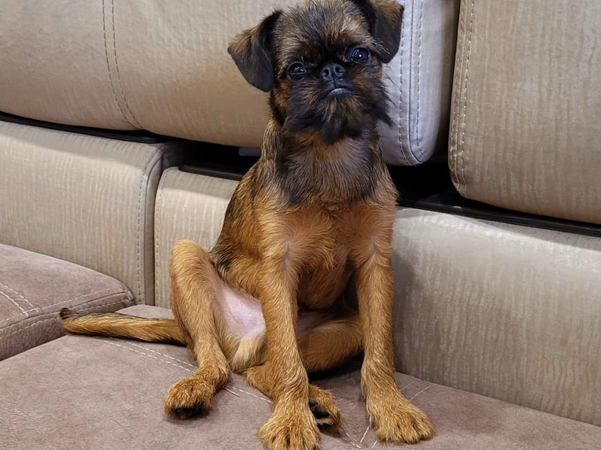 Брюссельский гриффон