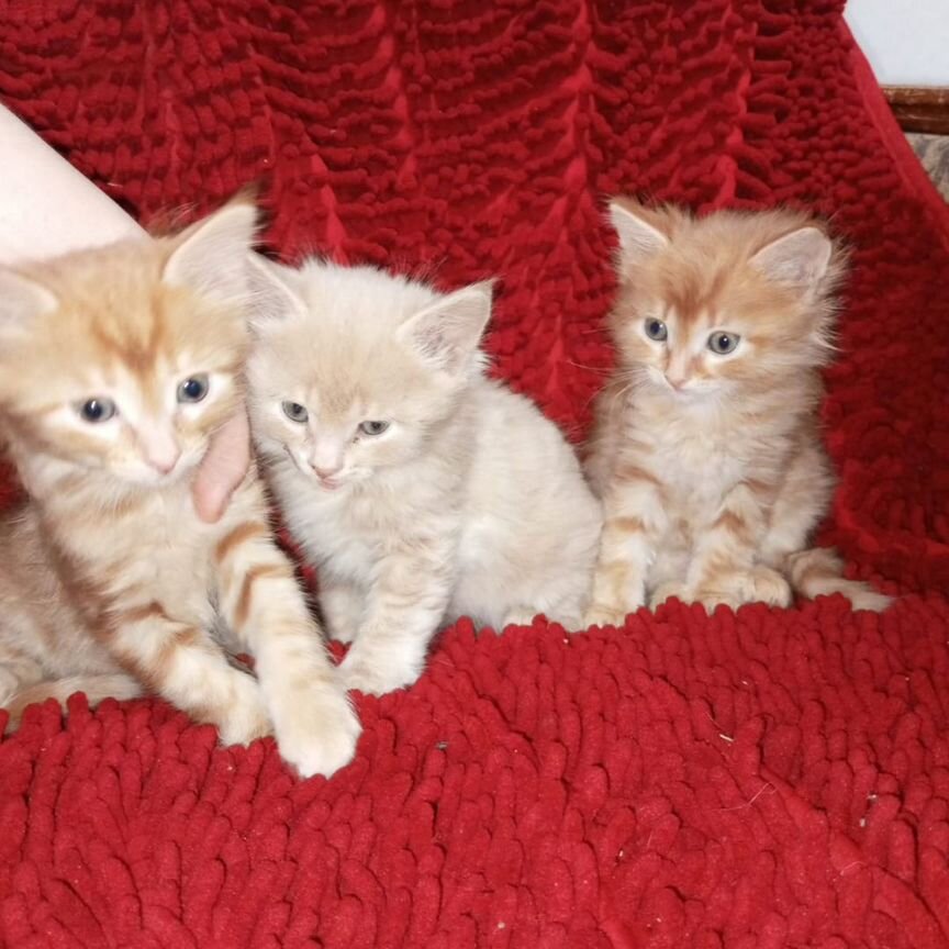 Котята в добрые руки