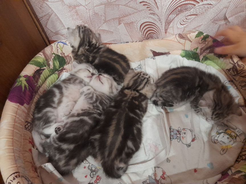 Шотландские котята