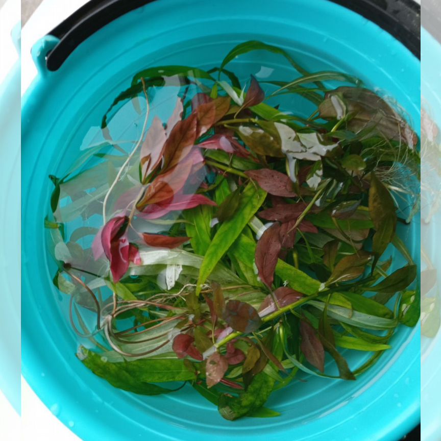 Аквариумные растения прополка