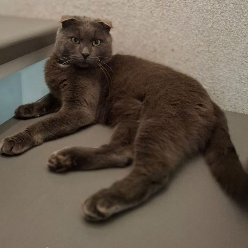 Шотландский вислоухий короткошёрстный кот, взрослый