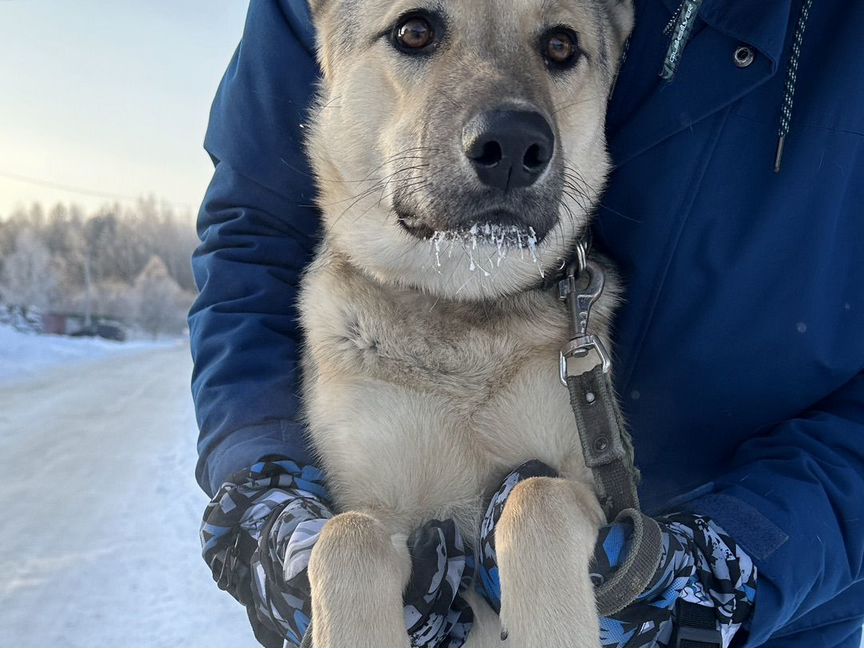 Собака в добрые руки