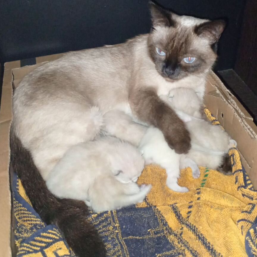 Котята сиамской породы