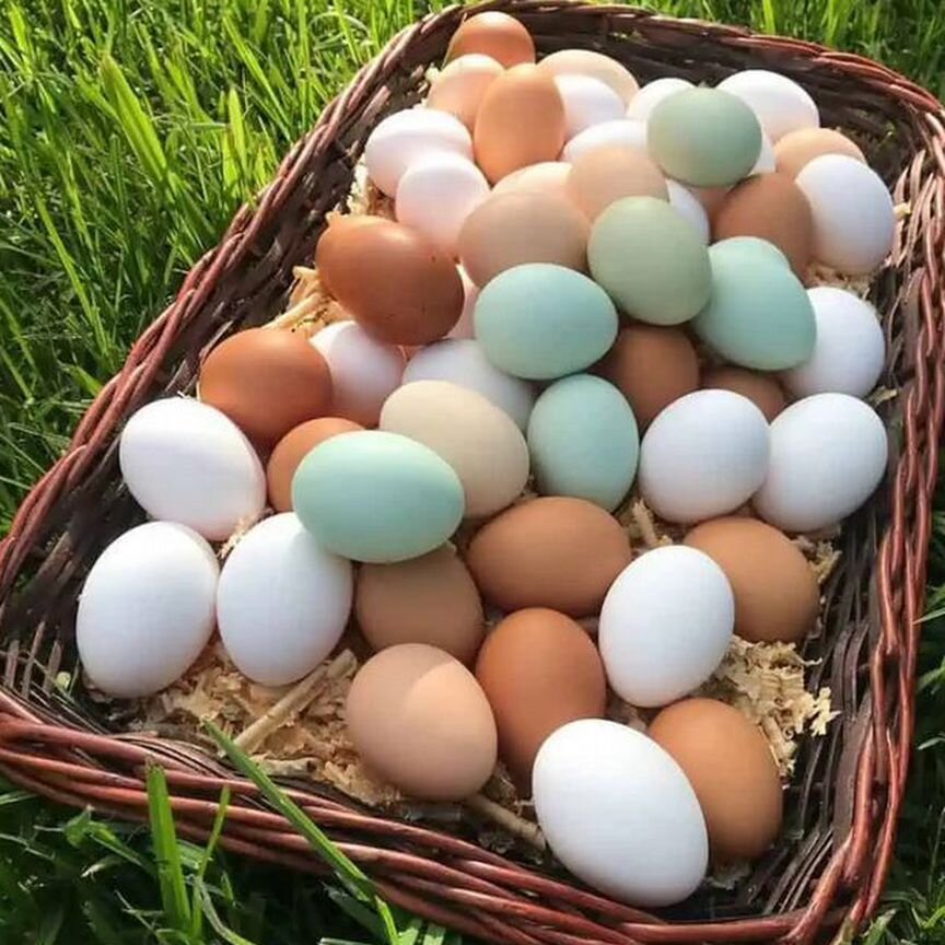 Инкубационное яйцо