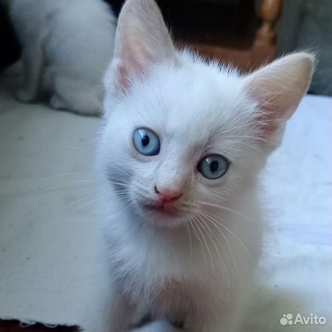 Белые Тайские котята мальчики ред-пойнт