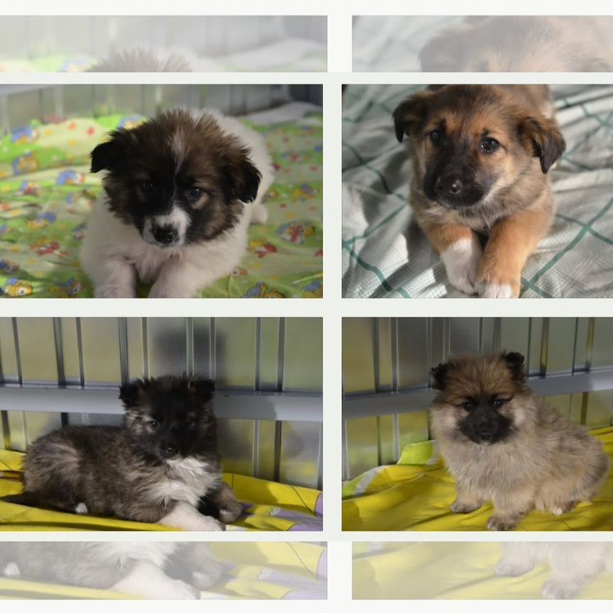 Собака друг пёс щенок в добрые руки