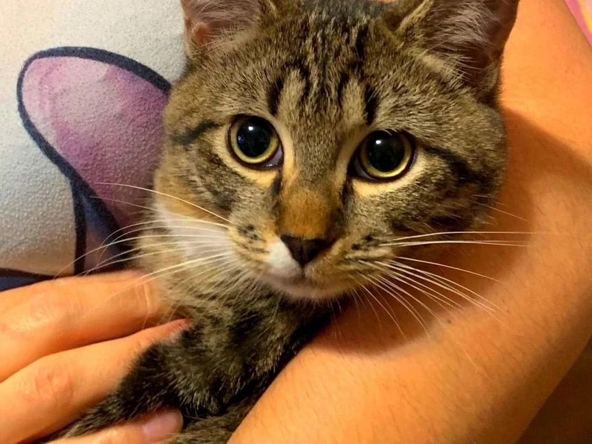 Котик в добрые ручки