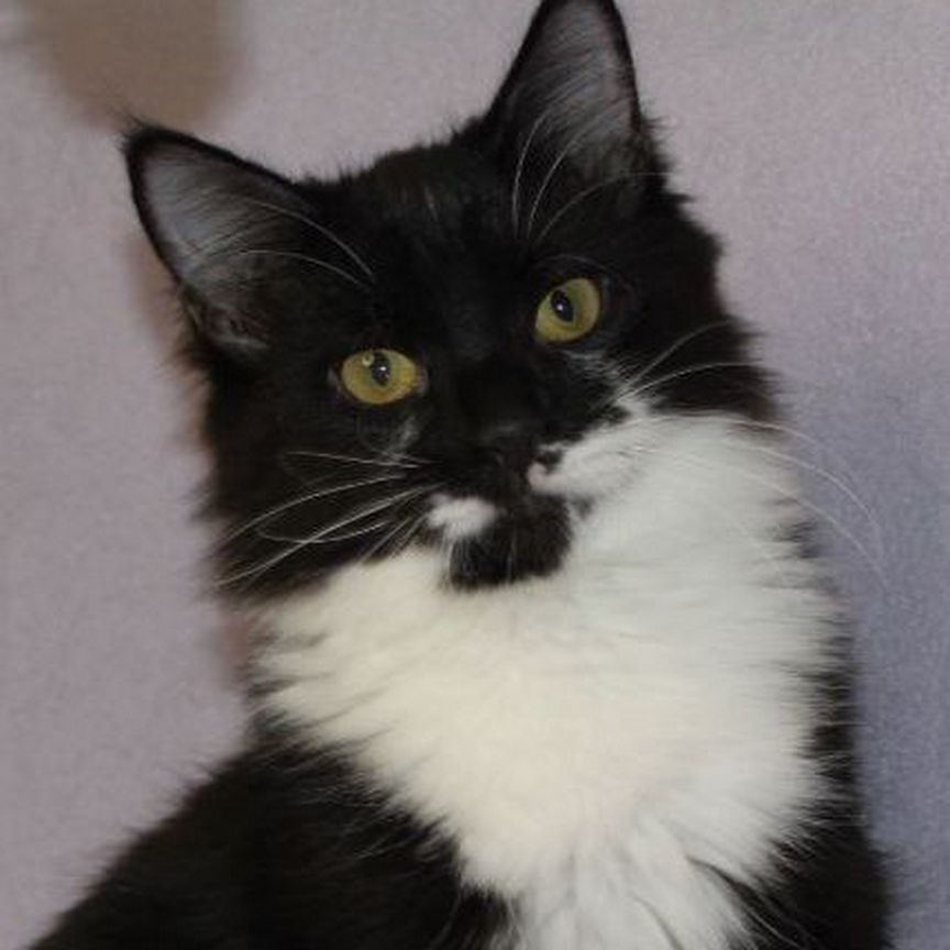 Ласковая сибирячка