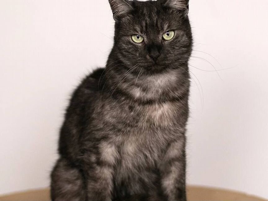 Кошка Максимка