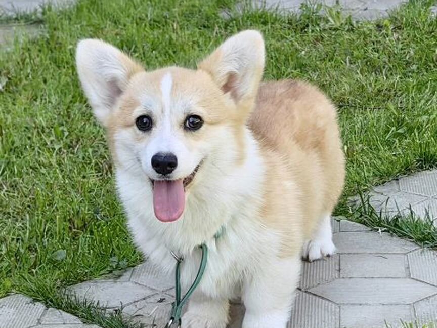 Барти Виктория. Вельш Корги Пемброк