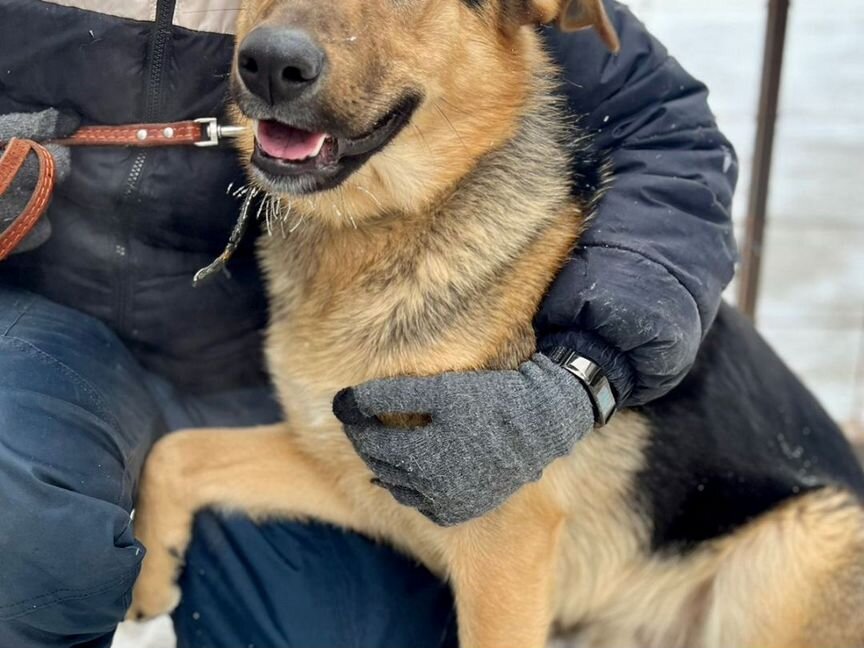 Молодой Рэм из приюта ищет дом