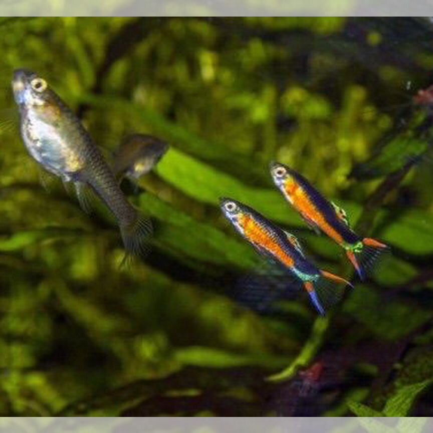 Гуппи, растения, креветки