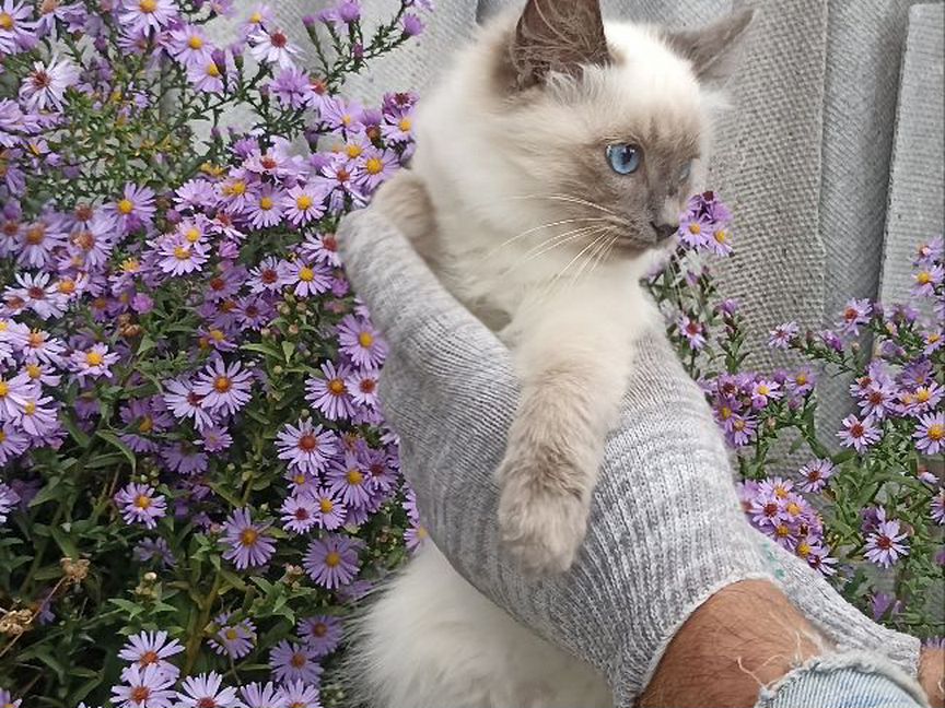 Кошки
