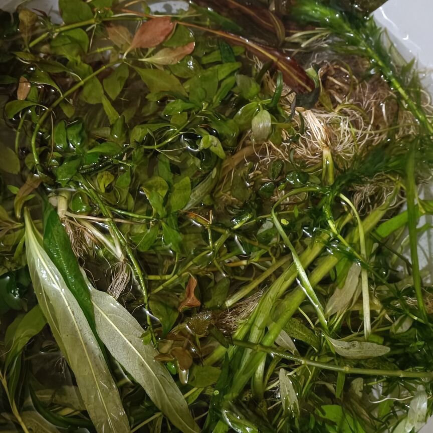 Аквариумные растения прополка