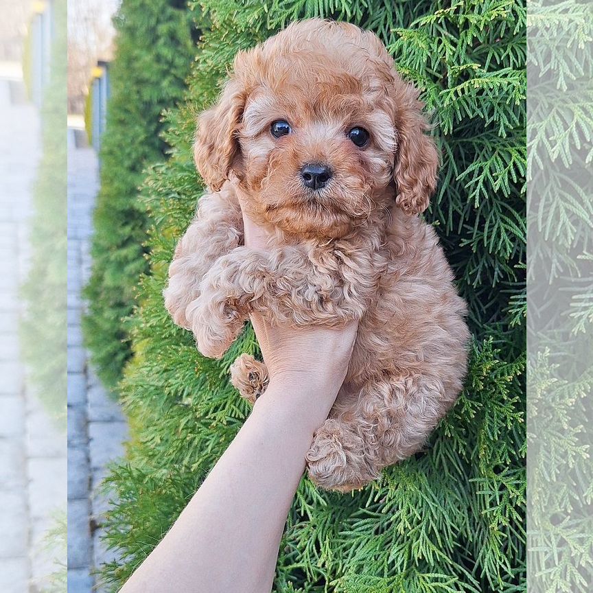 Кавапу, щенок