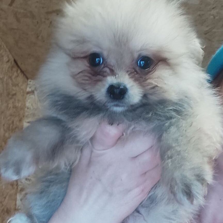 Щенки чихуахуа шпиц