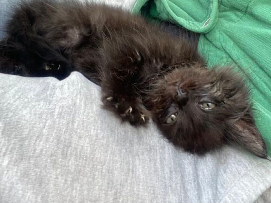 Котенок в добрые руки