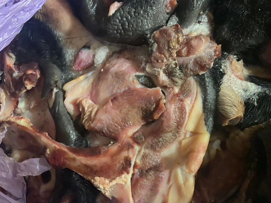 Корм для собак говяжий, губы, носы, шипы