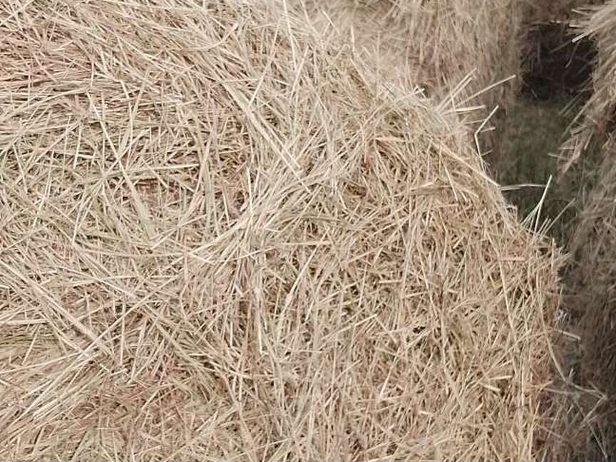 Сено рылоны