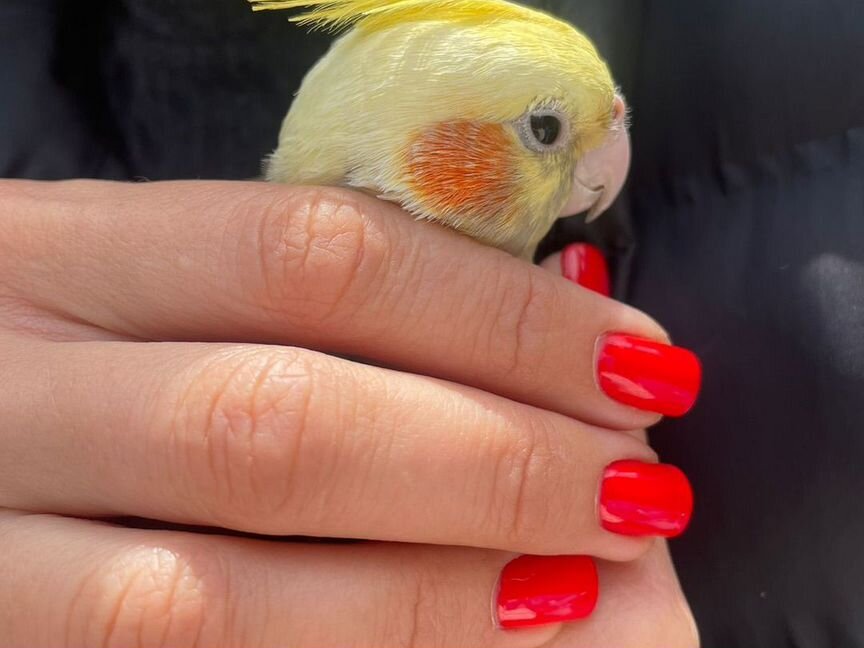 Нашли попугая в центре, ищем хозяина