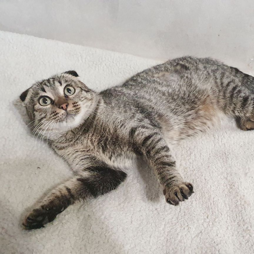 Кошка вислоухая, подобрашка