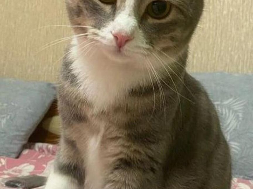 Европейская гладкошерстная