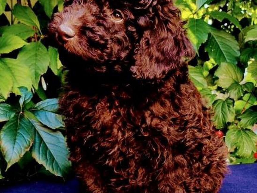 Пуделек мальчик