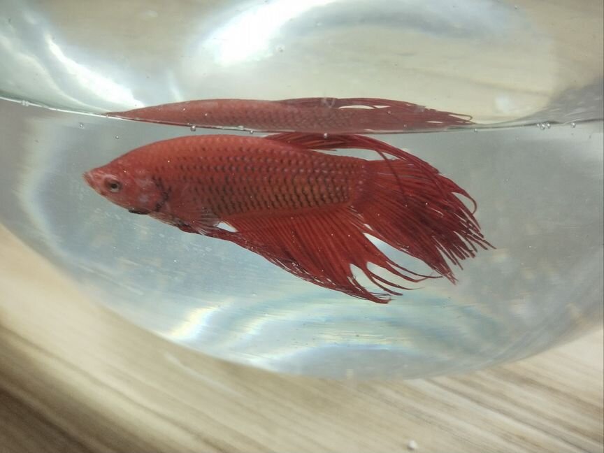 Рыбка-петушок красная, бойцовая рыбка