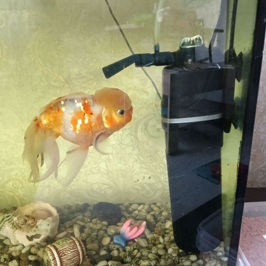 Живая рыба карась