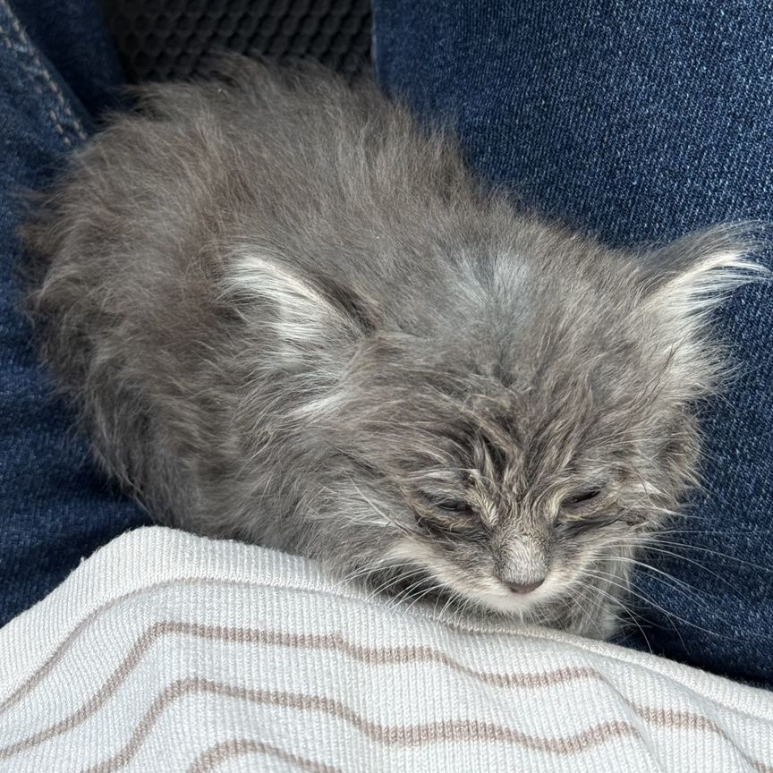 Котёнок в добрые руки