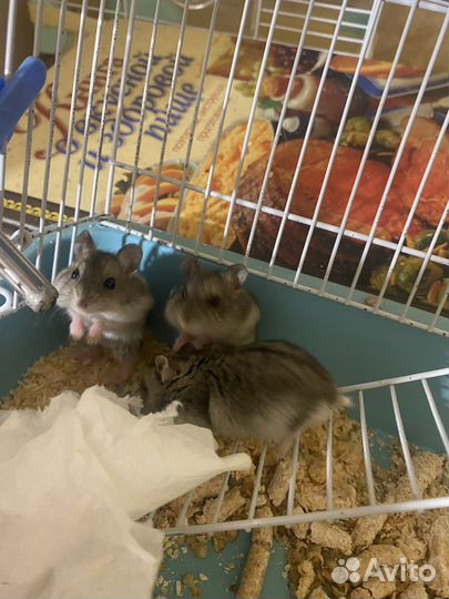 Джунгарский хомяк