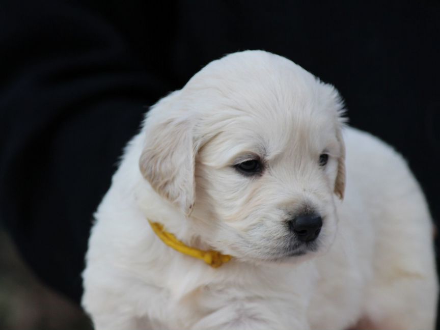 Золотое счастье