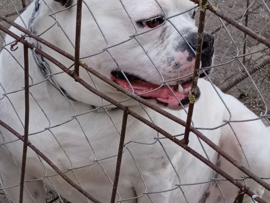 Американский бульдог вязка