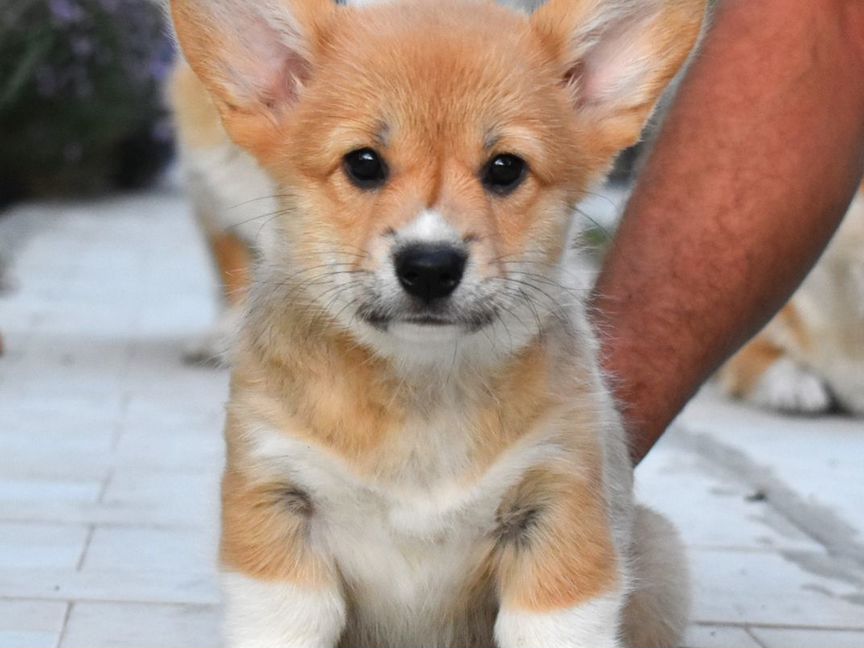 Щенки корги