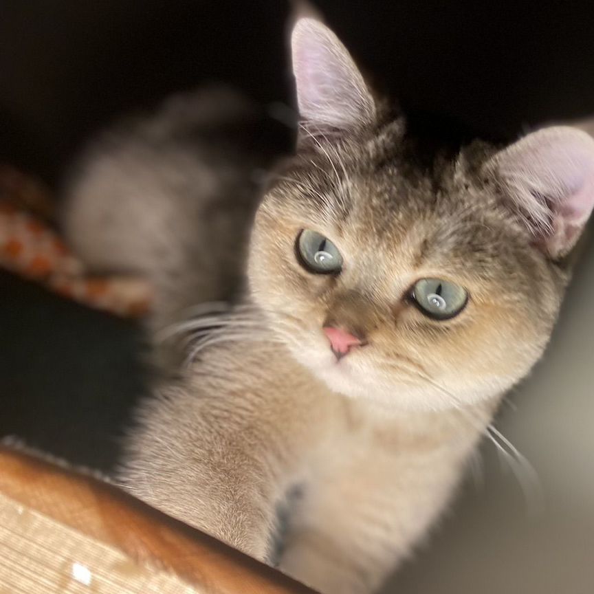 Кот золотая шиншилла